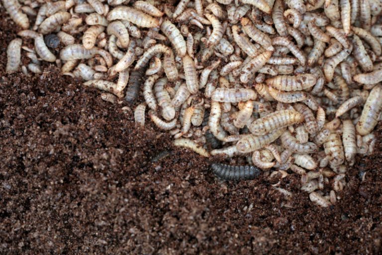 Black Soldier Fly Larvae Farming - Backyard Poultry